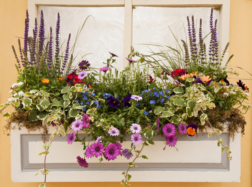 The Thriller, Spiller, and Filler | Wagners Greenhouses