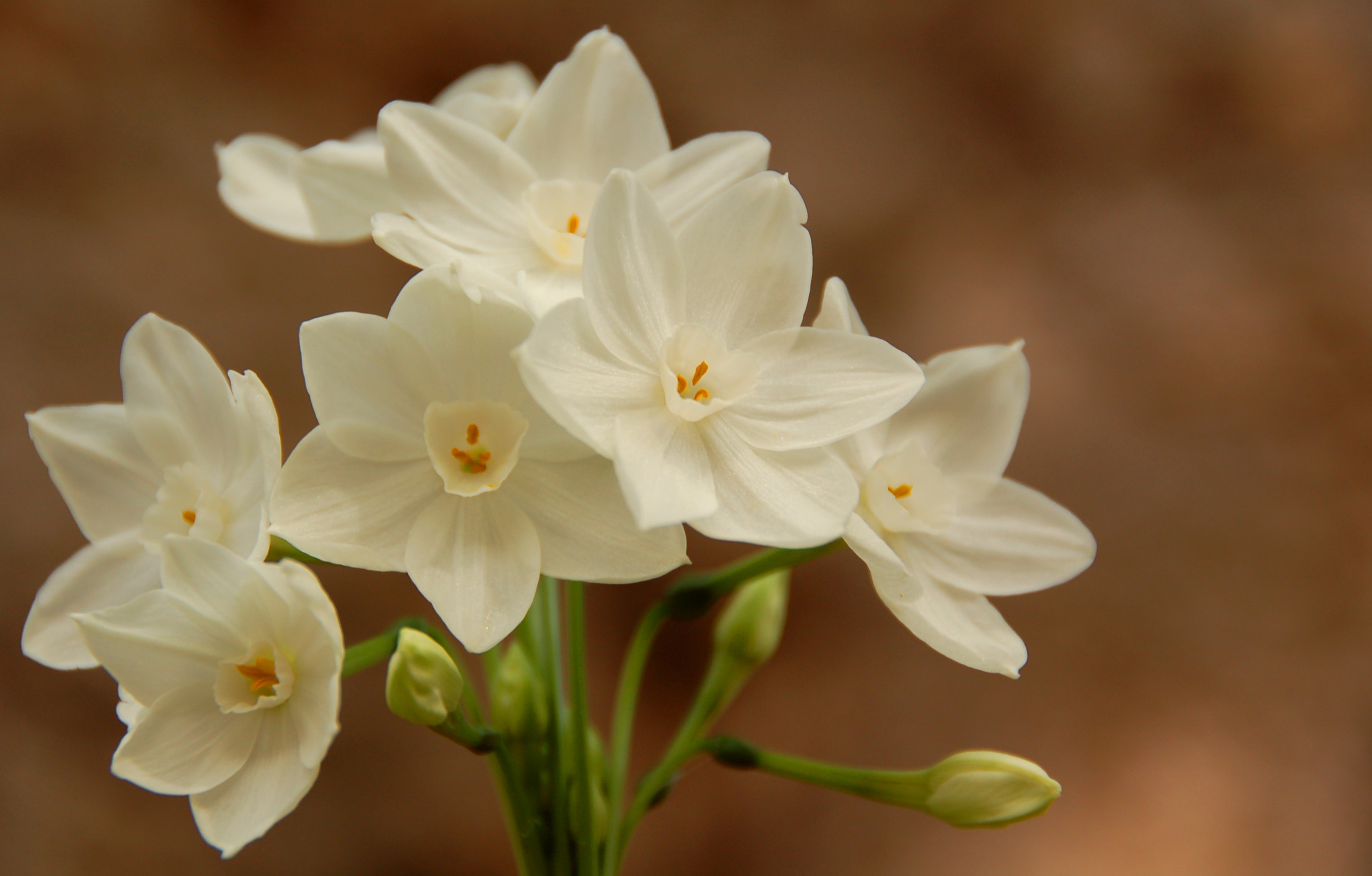 Paperwhite Narcissus
