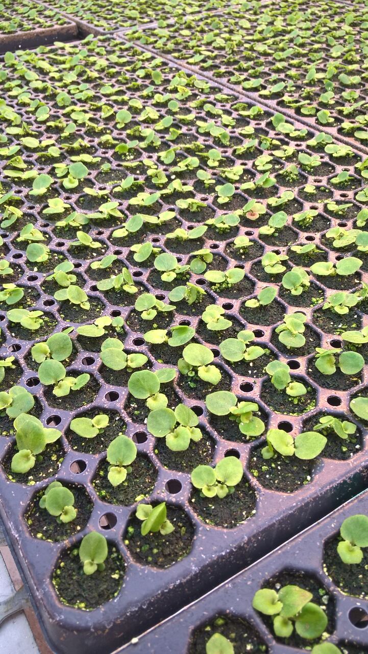 Wholesale Rooted Plugs : Wagners Greenhouses : Young Plants