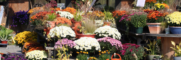 Fall Mums for Sale | Minnesota Mums & More | Wagners