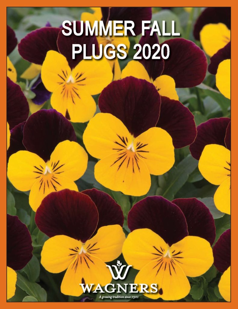 Wholesale Rooted Plugs | Wagners Greenhouses