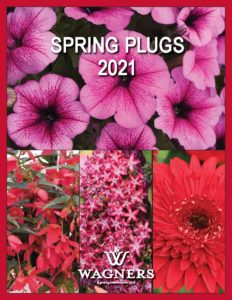 Wholesale Rooted Plugs | Wagners Greenhouses
