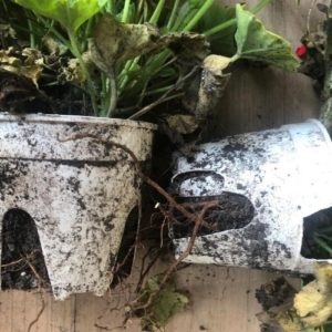 SelfEco Pots in the Fall - Wagner Greenhouses