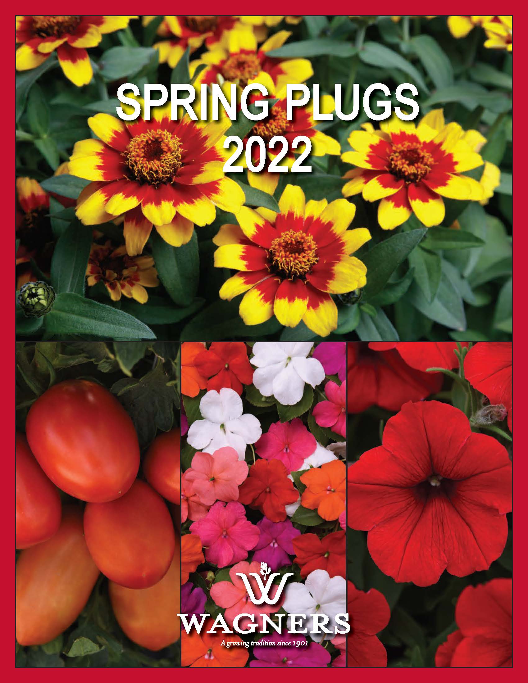 Wholesale Rooted Plugs : Wagners Greenhouses : Young Plants