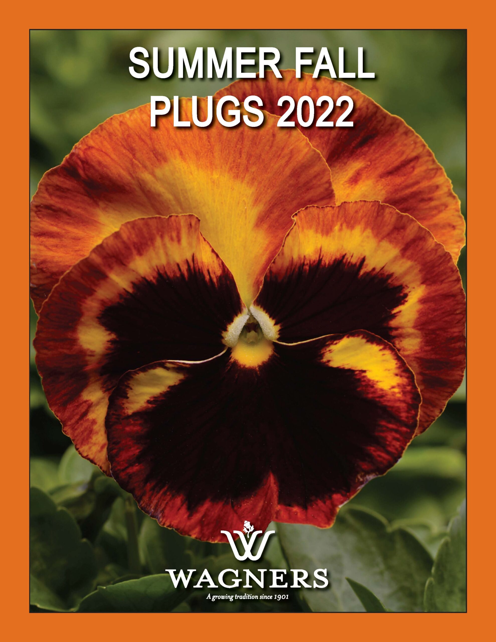 Wholesale Rooted Plugs : Wagners Greenhouses : Young Plants