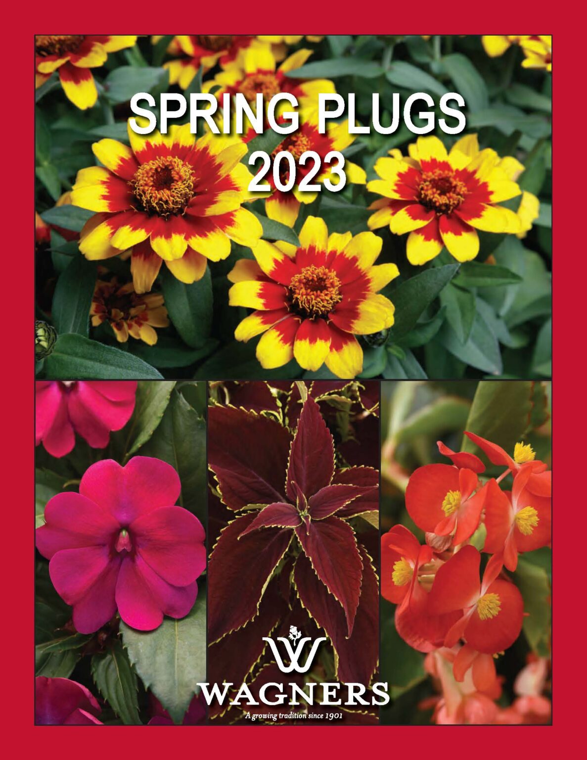 Wholesale Rooted Plugs : Wagners Greenhouses : Young Plants