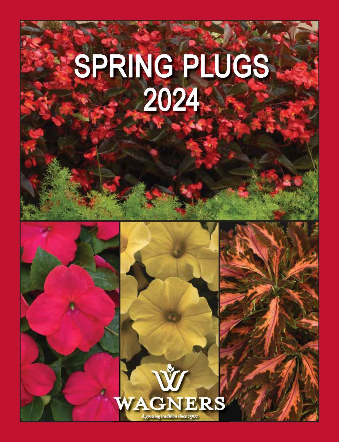 Flower Plugs | Wholesale Plant Plugs | Wagners Greenhouses